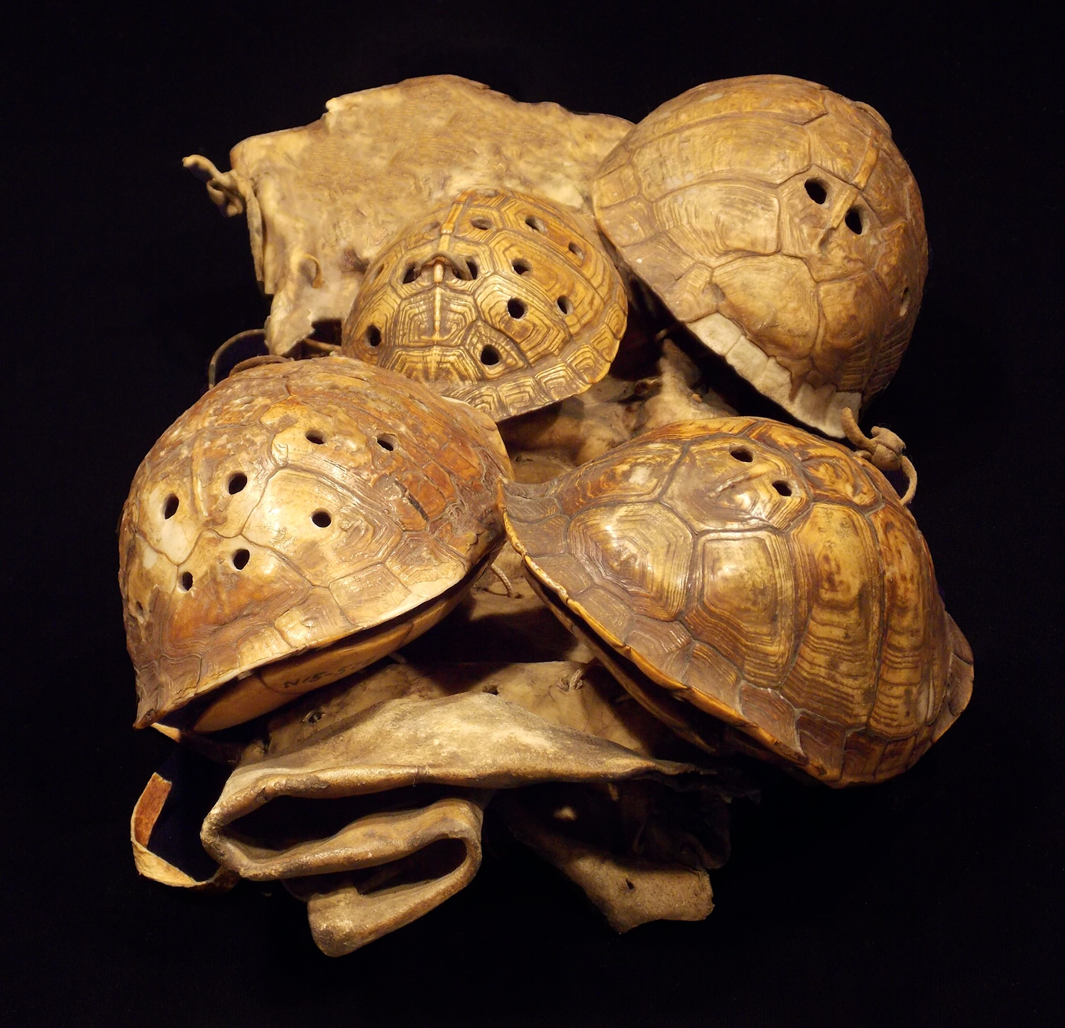 Keeping The Beat Turtle Shells Served As Symbolic Musical Instruments